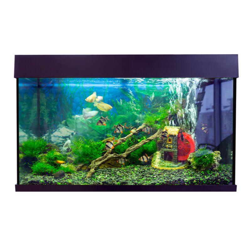 Akvarijumi za ribice | Online prodaja | Ananas