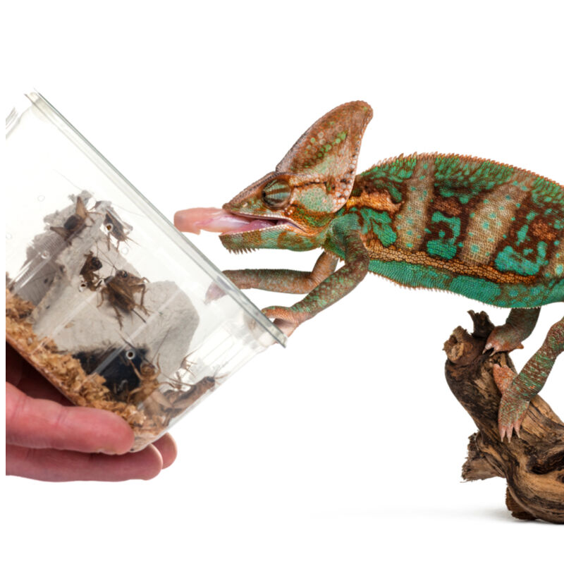 Hrana za reptile | Online prodaja | Ananas