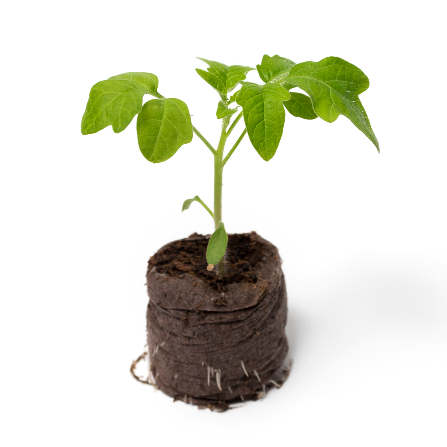 Sadnice | Prodaja sadnica voća, povrća i drveća | Ananas